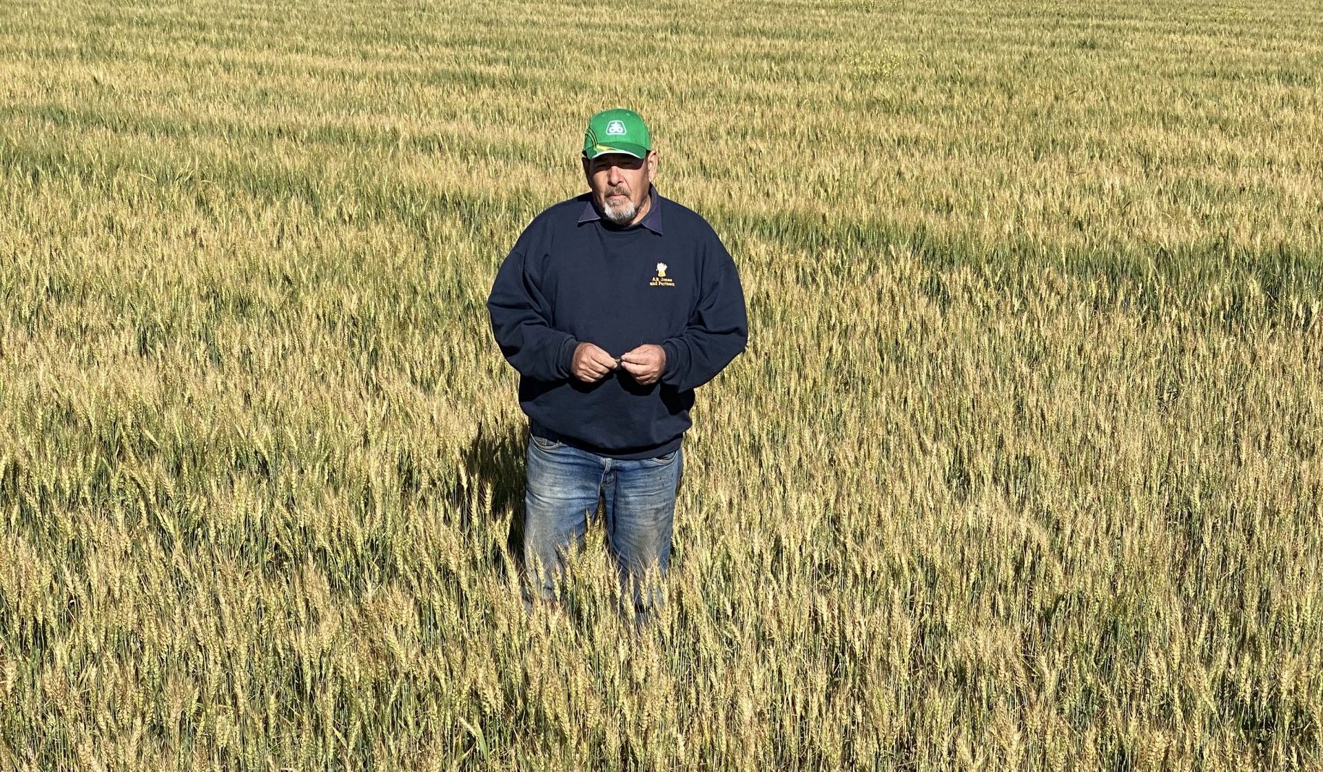 Optimism for a golden harvest - The Courier