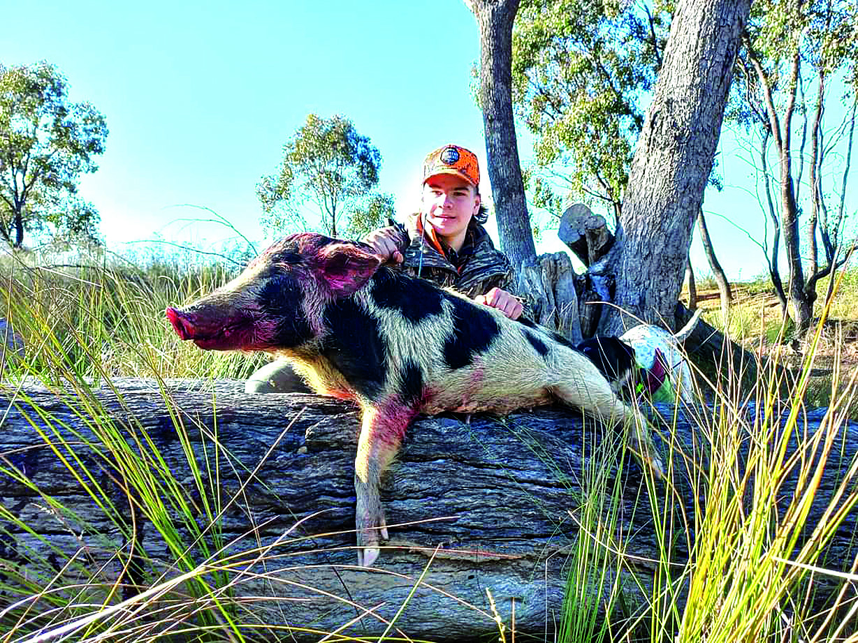 Feral pigs continuing to wreak havoc in the region - The Courier