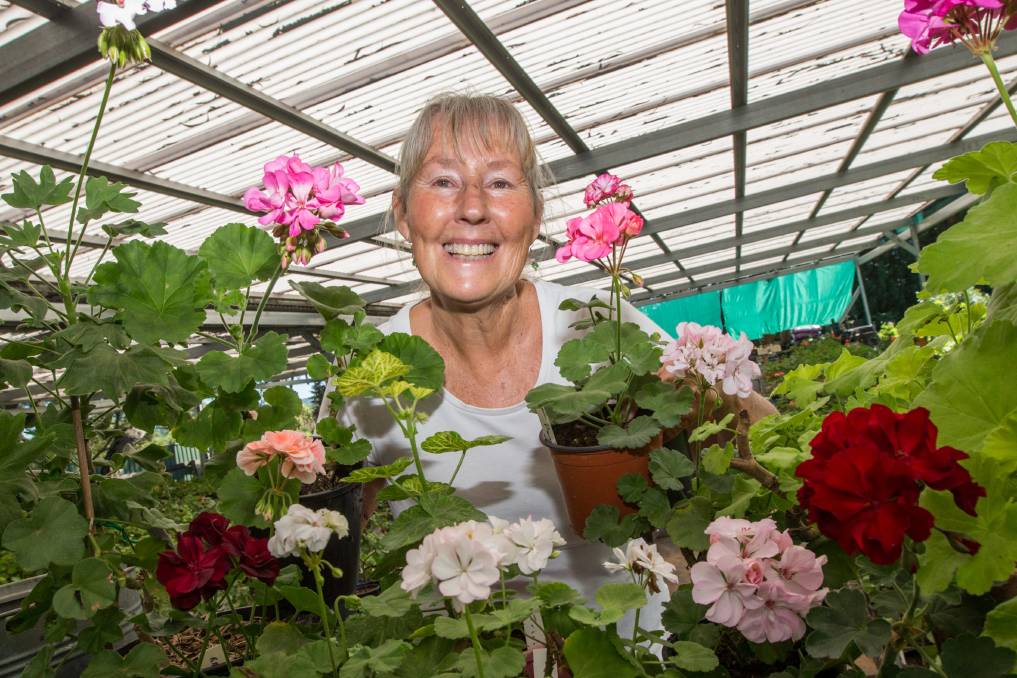 Garden Club to celebrate Geraniums and Pelargoniums - The Courier