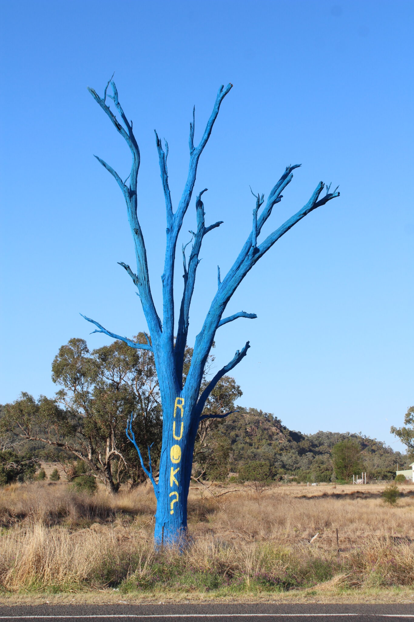 Boggabri and District’s third blue tree - The Courier