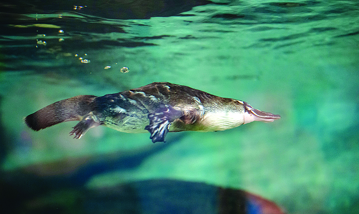 State-of-the-art Platypus Rescue HQ opens in Dubbo - The Courier