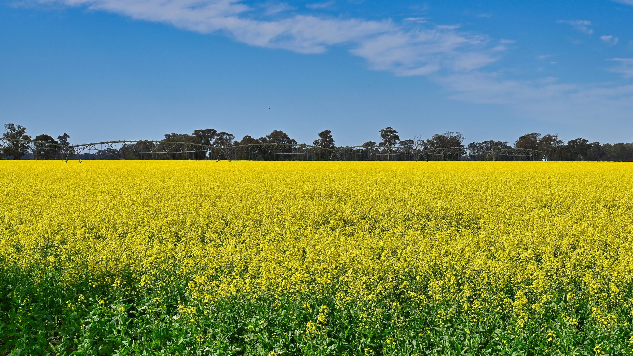 New research projects to lead canola development - The Courier