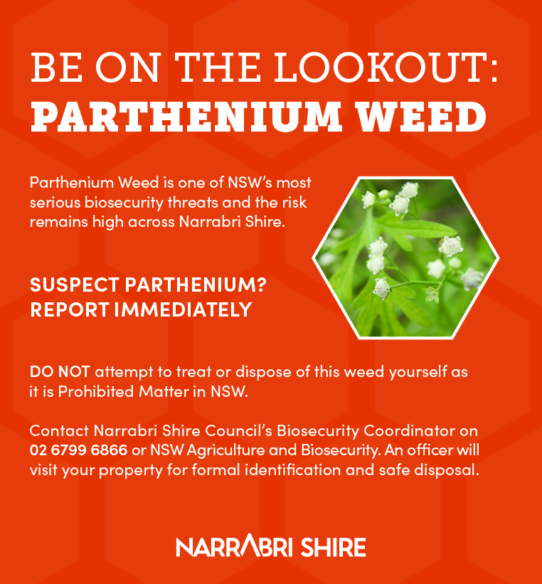 Keep your eyes peeled for Parthenium Weed - The Courier