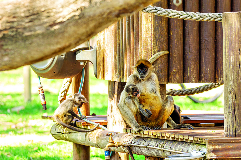 Wild summer fun at Taronga Western Plains Zoo - The Courier